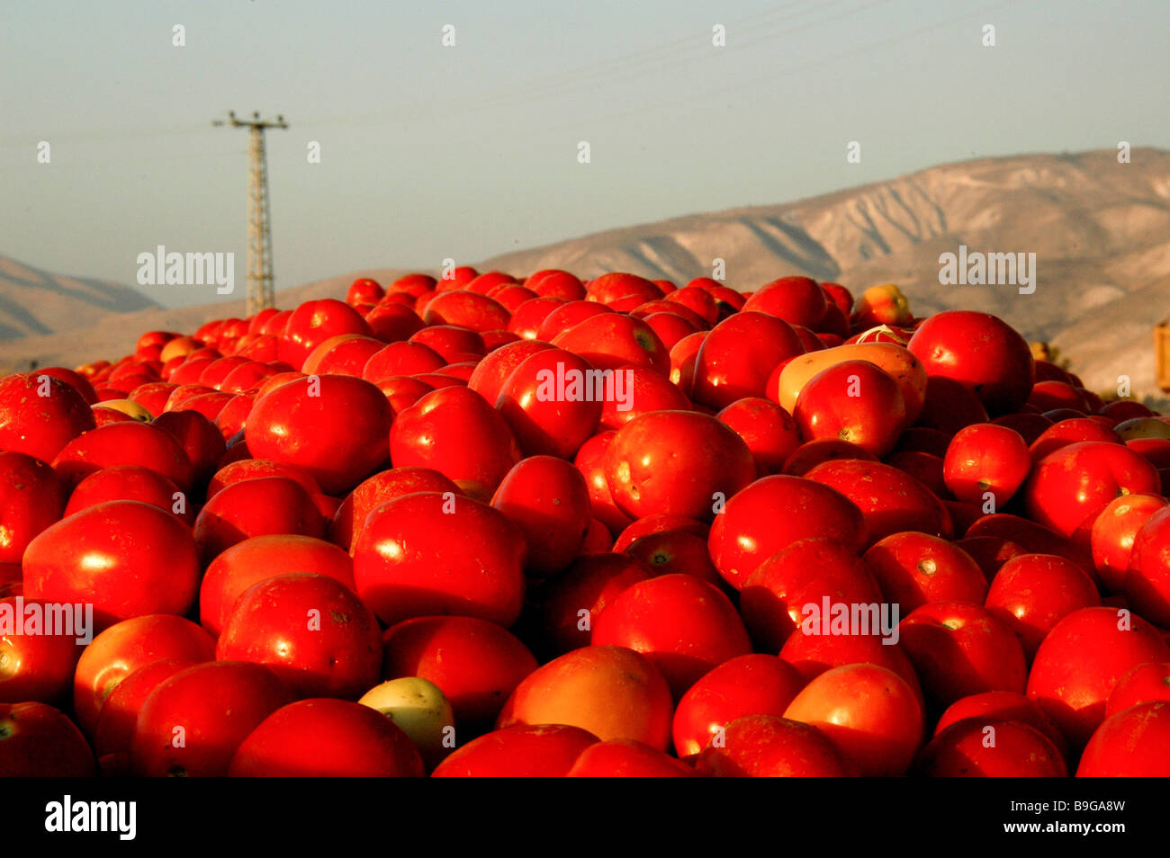 Israel Jordan Valley Kibbutz Ashdot Yaacov Tomato harvesting Stock ...