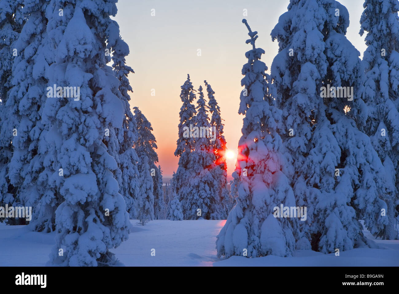 Taiga Winter Sunset