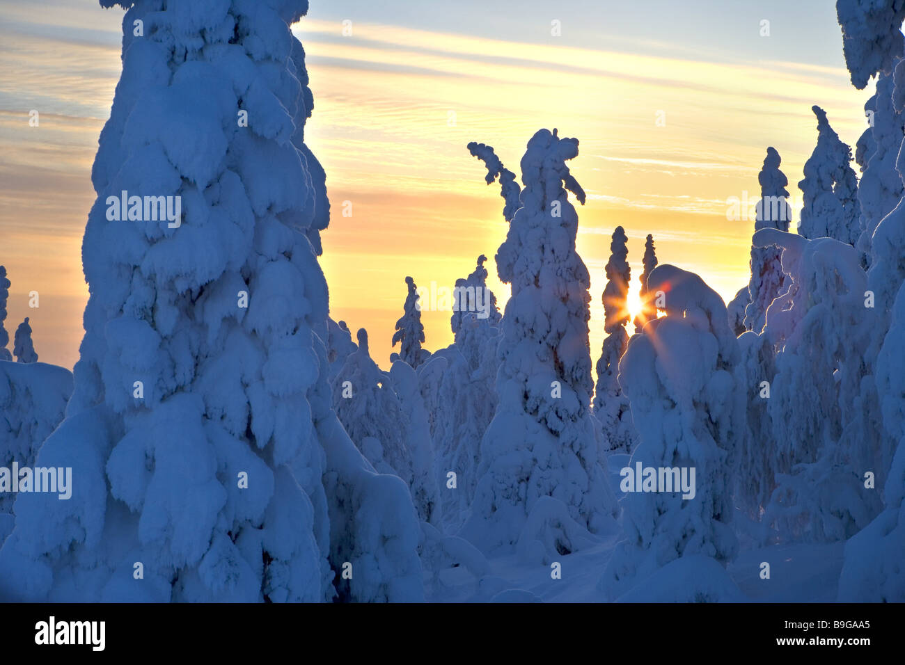 Finland forest spruces snow-covered sunrise back light Scandinavia ...
