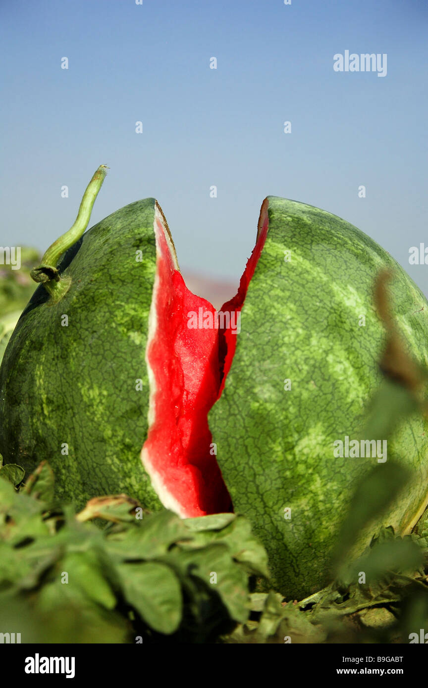 Israel Jordan Valley Kibbutz Ashdot Yaacov Watermelon Citrullus ...
