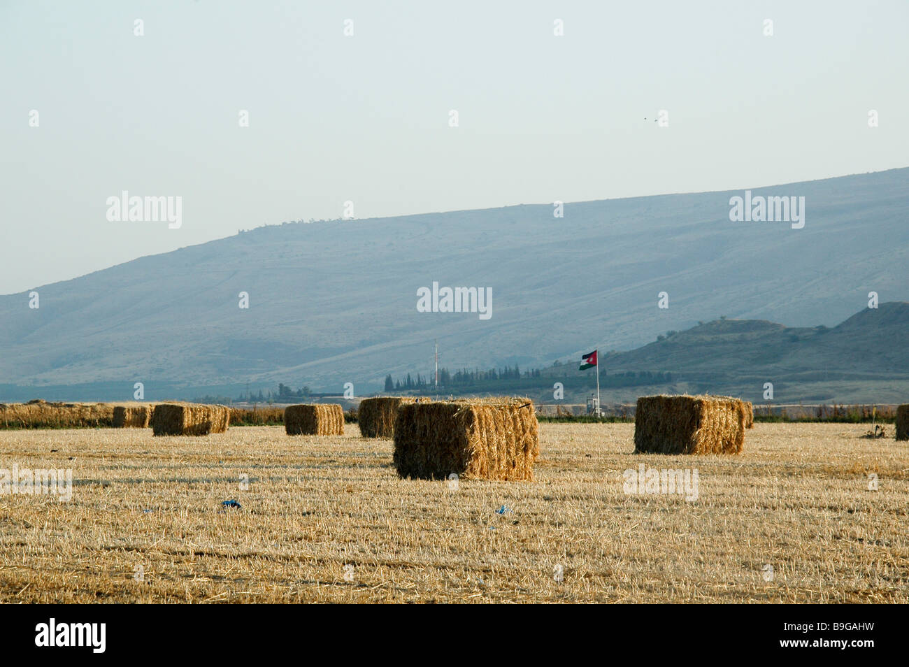 Israeli agriculture wheat field hi-res stock photography and images - Alamy