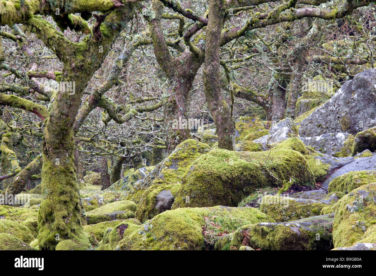 Stunted oak trees grow from a jumble of mossy rocks at Wistmans Wood on ...