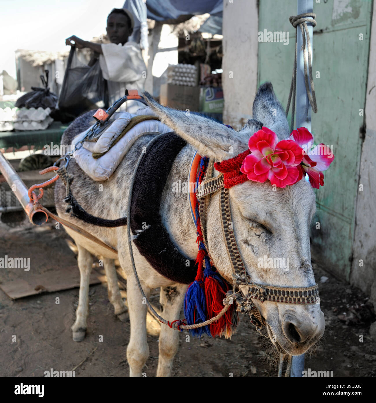 Donkey pulling wooden cart with flower on it's head, in Sudan. Man ...