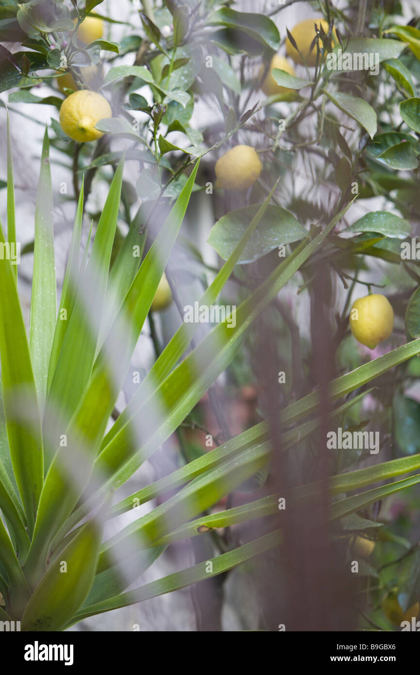Capri Italy Plants High Resolution Stock Photography and Images - Alamy