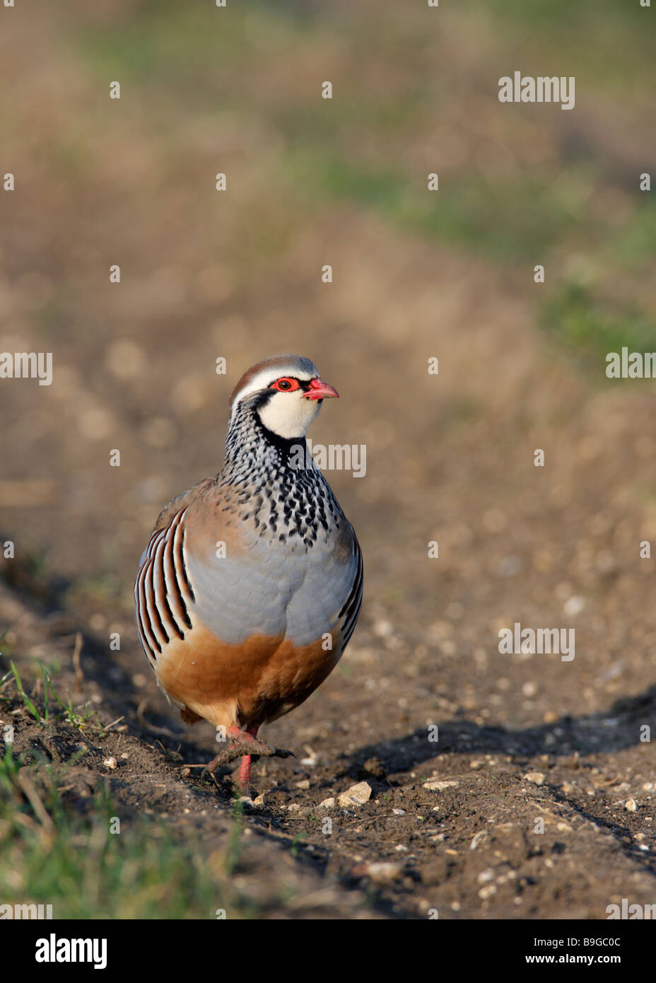 Red-legged Partridge Alectoris rufa Stock Photo - Alamy