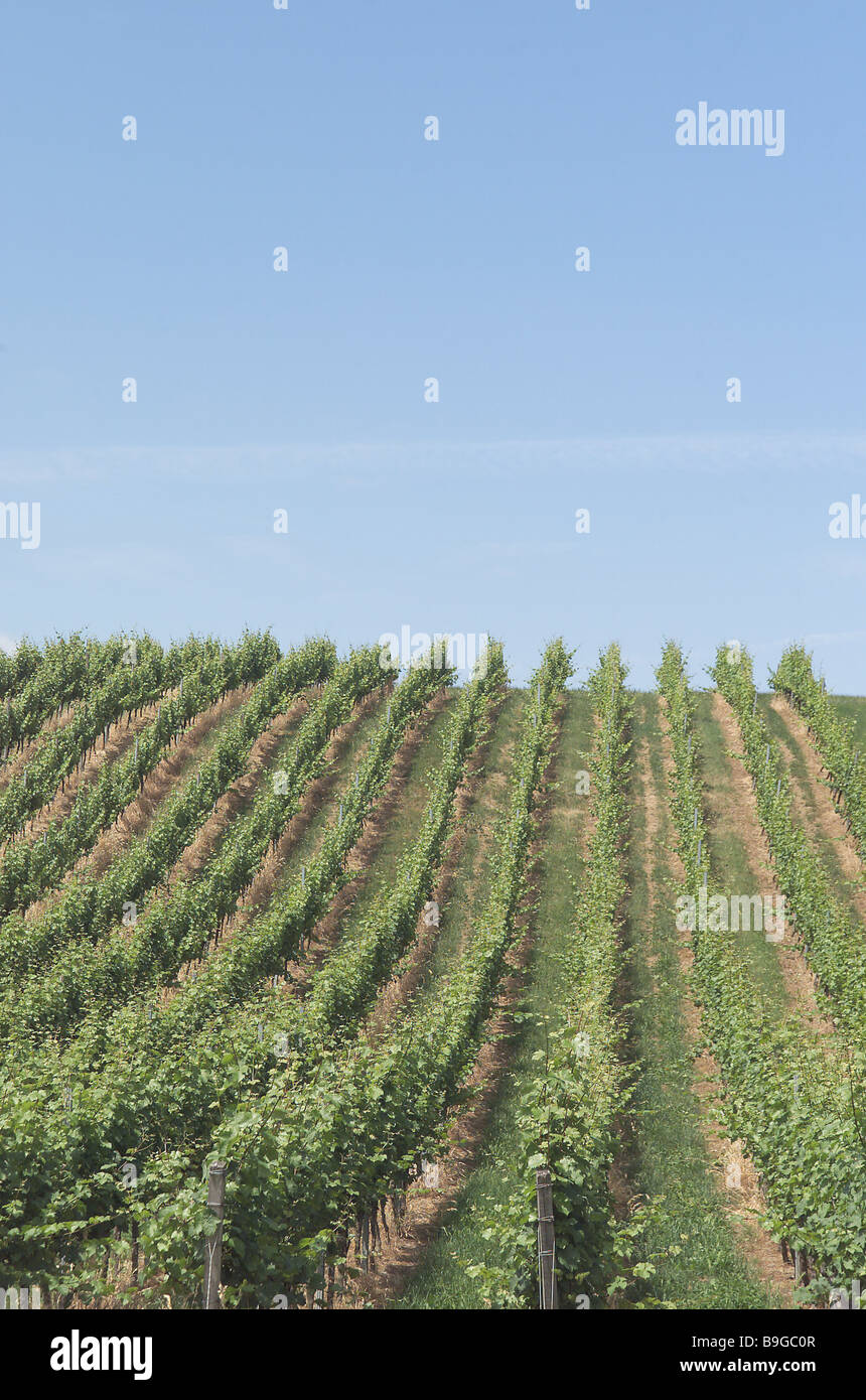vineyard detail vines wine-growing-area cultivation wine grapevines ...