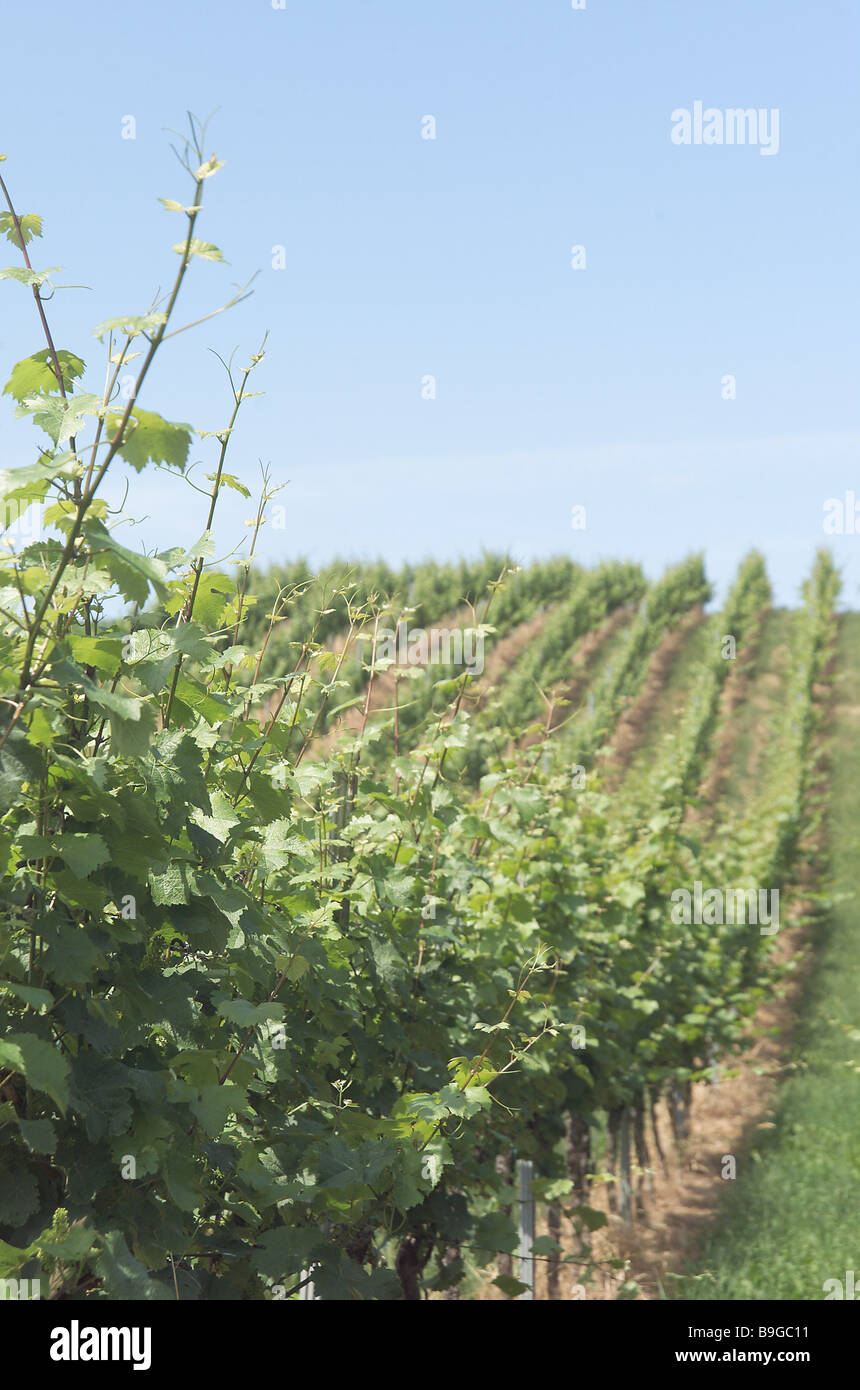 vineyard detail vines back light wine-growing-area cultivation wine ...