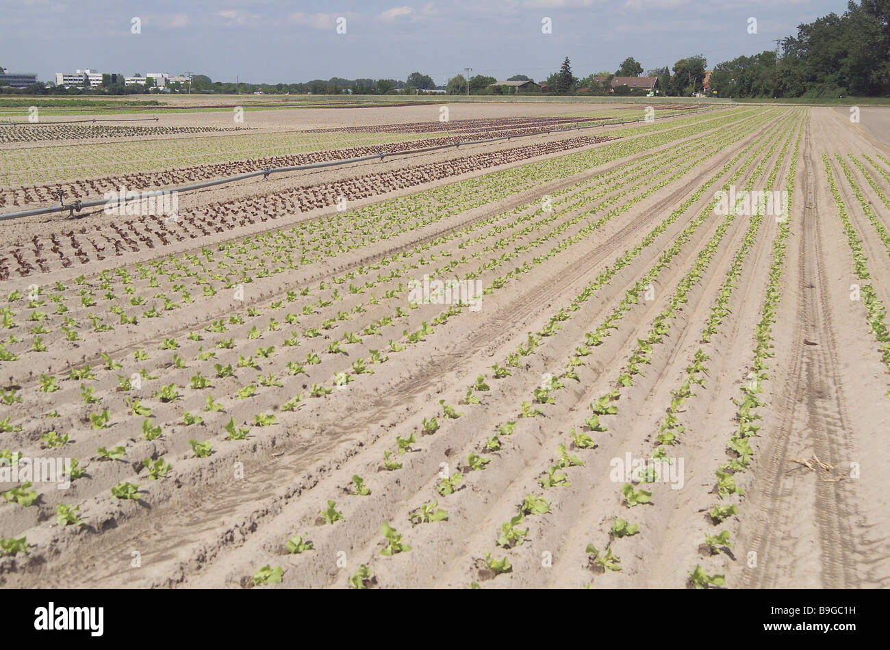 field cultivation vegetables young-plants farmland earth vegetable ...