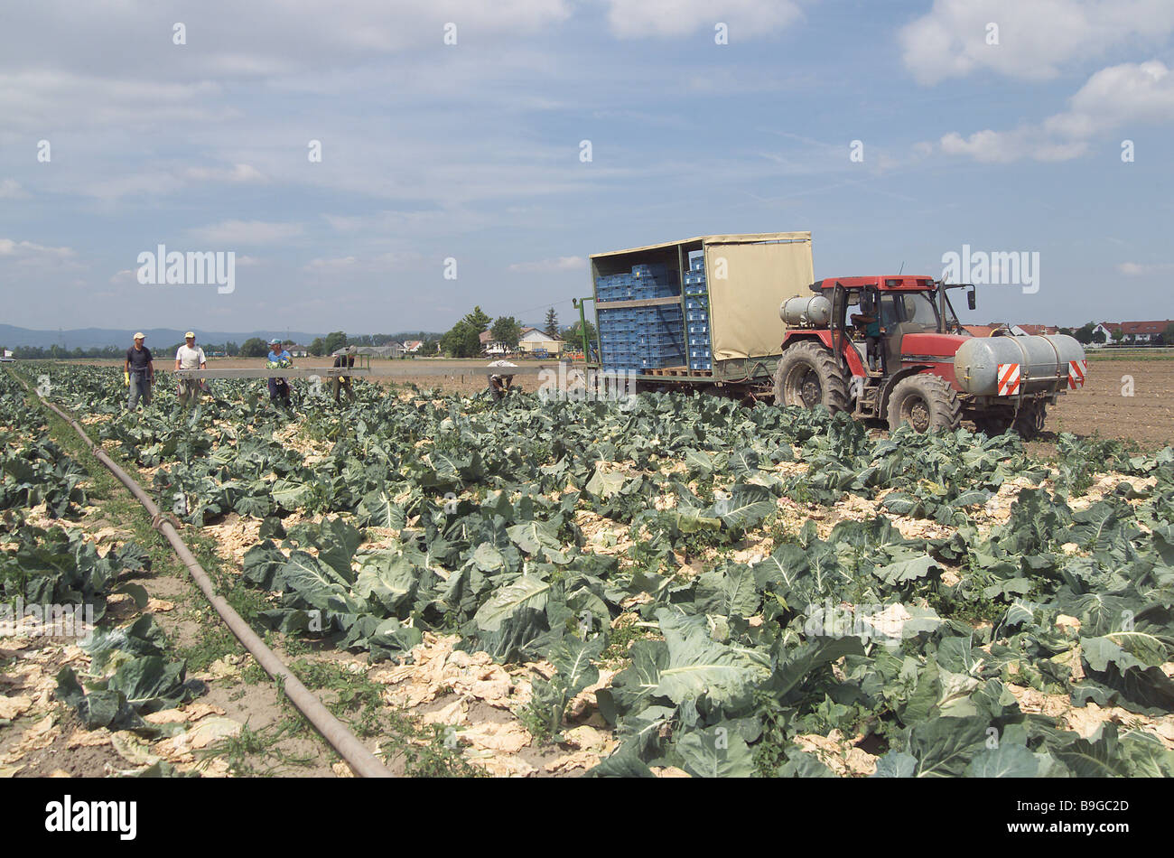 field cultivation cabbage tractor harvest-helpers work earth vegetable ...