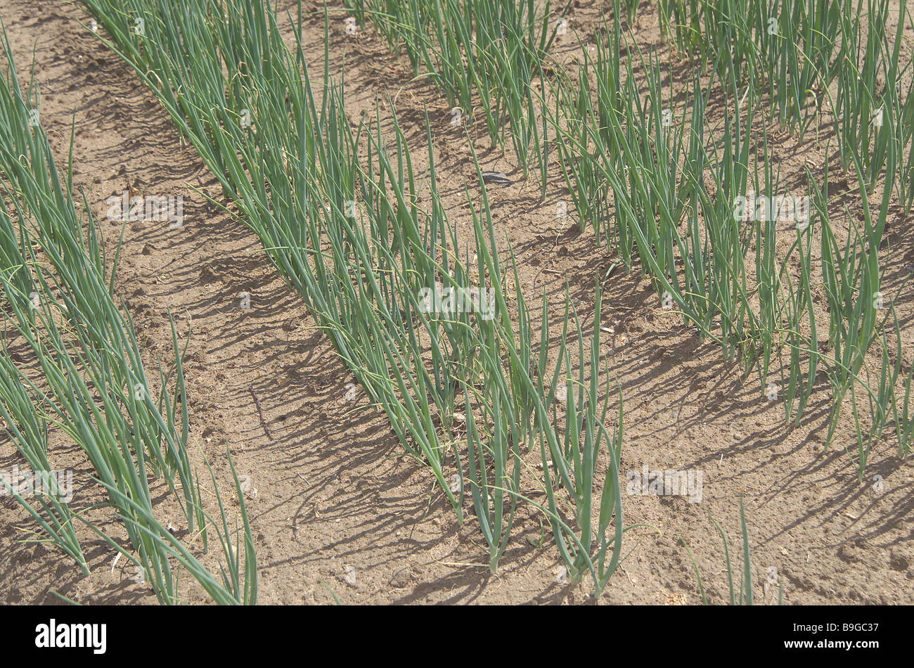 field cultivation scallions detail top view earth vegetable-cultivation ...