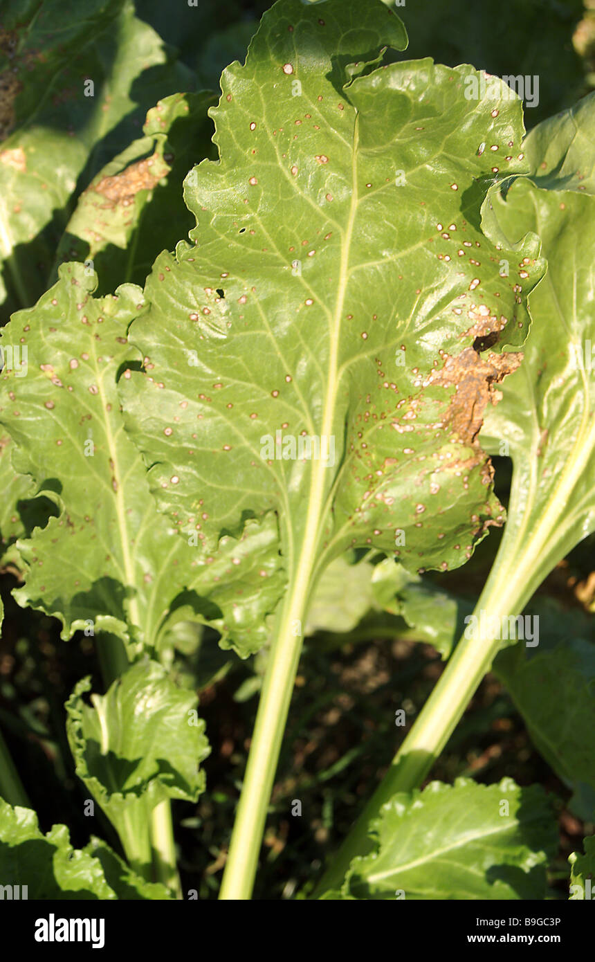 field useful-plant detail leaf pests plant vermin symbol plant ...