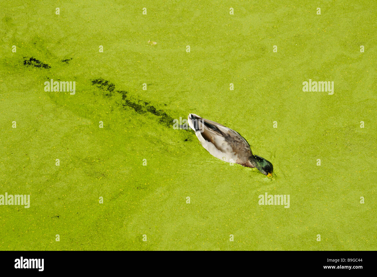 Duck feeding in an algae filled pond Stock Photo - Alamy