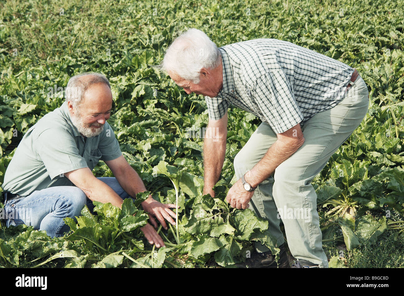 Turnip-field men fruits views maturities tests people farmers field ...