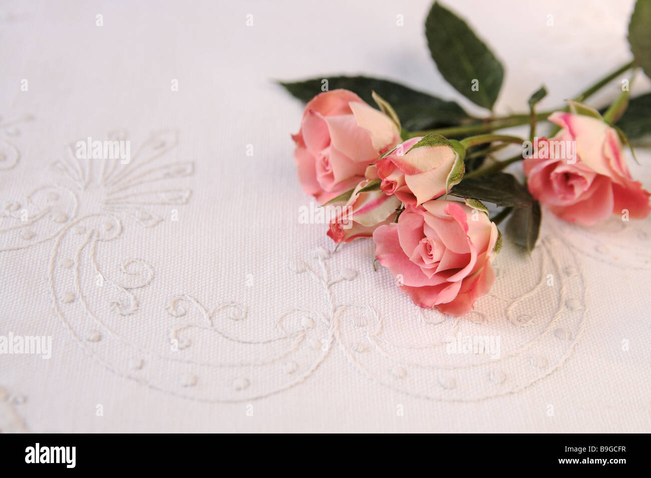 Miniature roses hi-res stock photography and images - Alamy