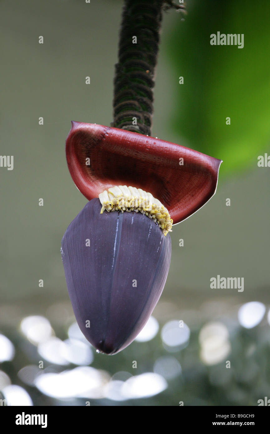 Musaceae hi-res stock photography and images - Alamy
