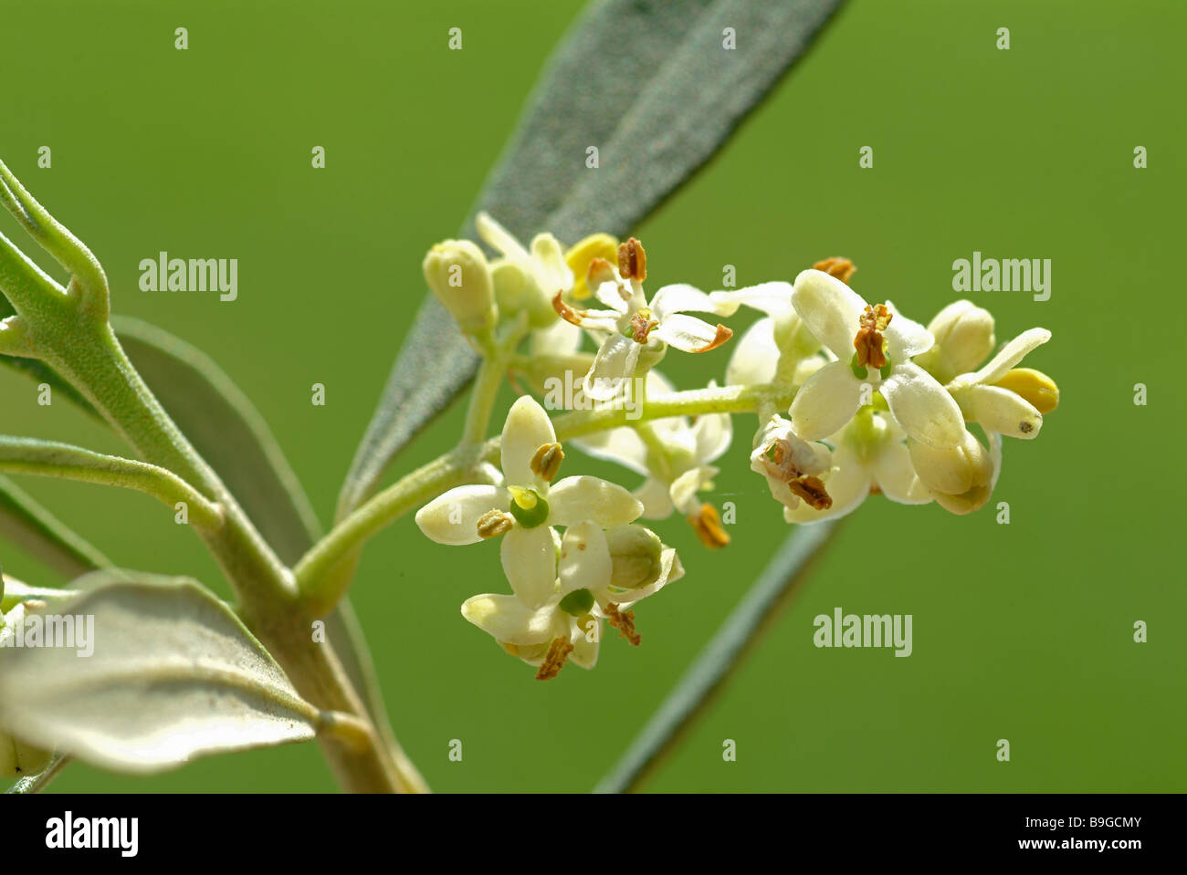 Blossoms of the Olive Olivenbaum Olivetree Oiltree Olea europaea Stock ...