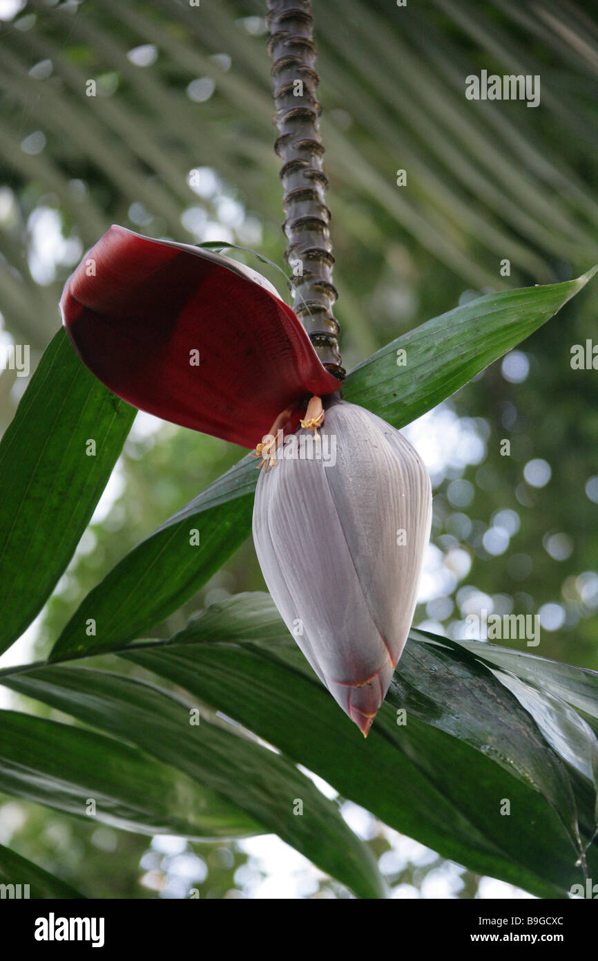 Musa Campestris, Musaceae. A Banana Plant Originating from Borneo Stock ...