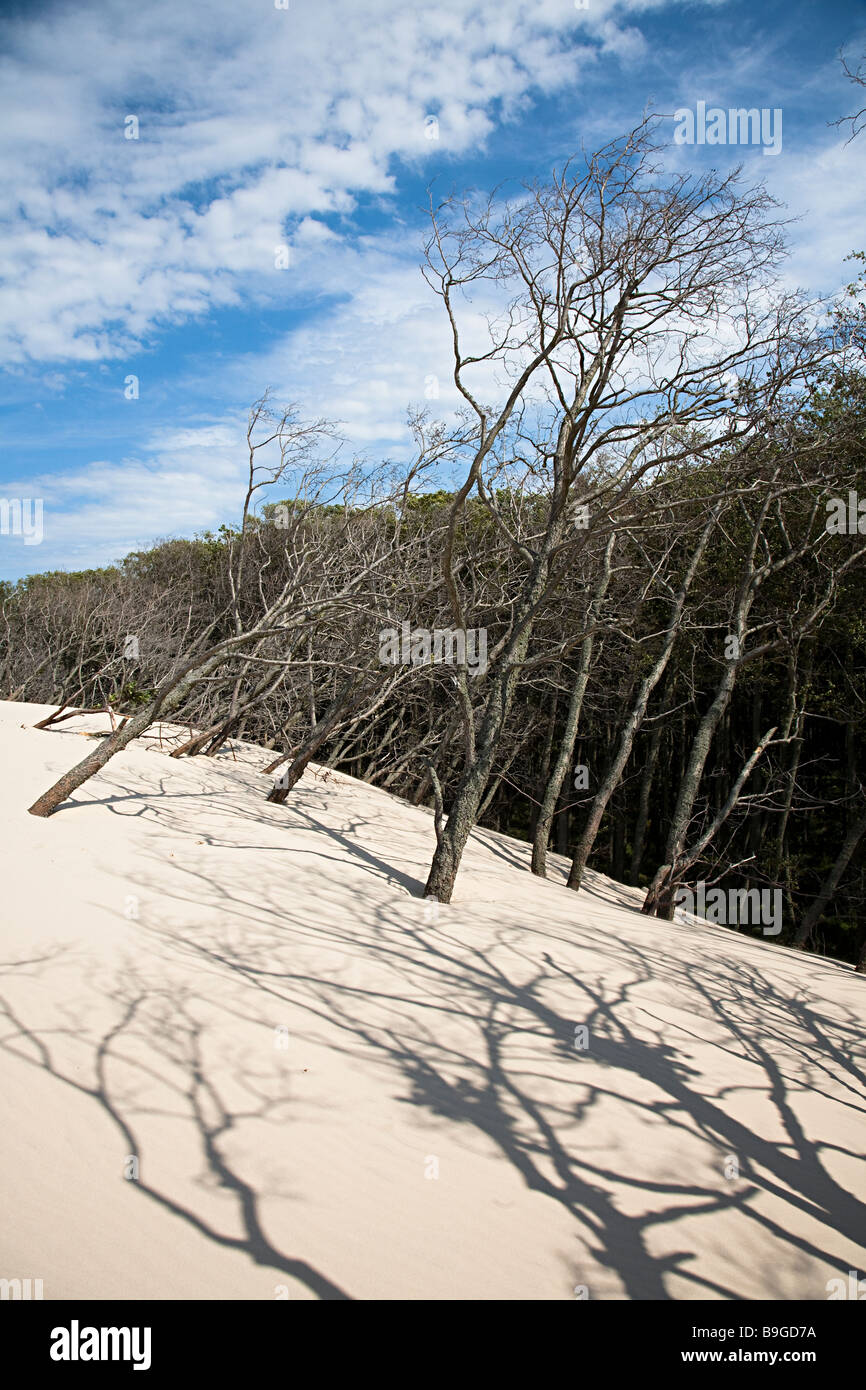 Dunes encroaching and burying forest Lacka Gora dunes Slowinski ...