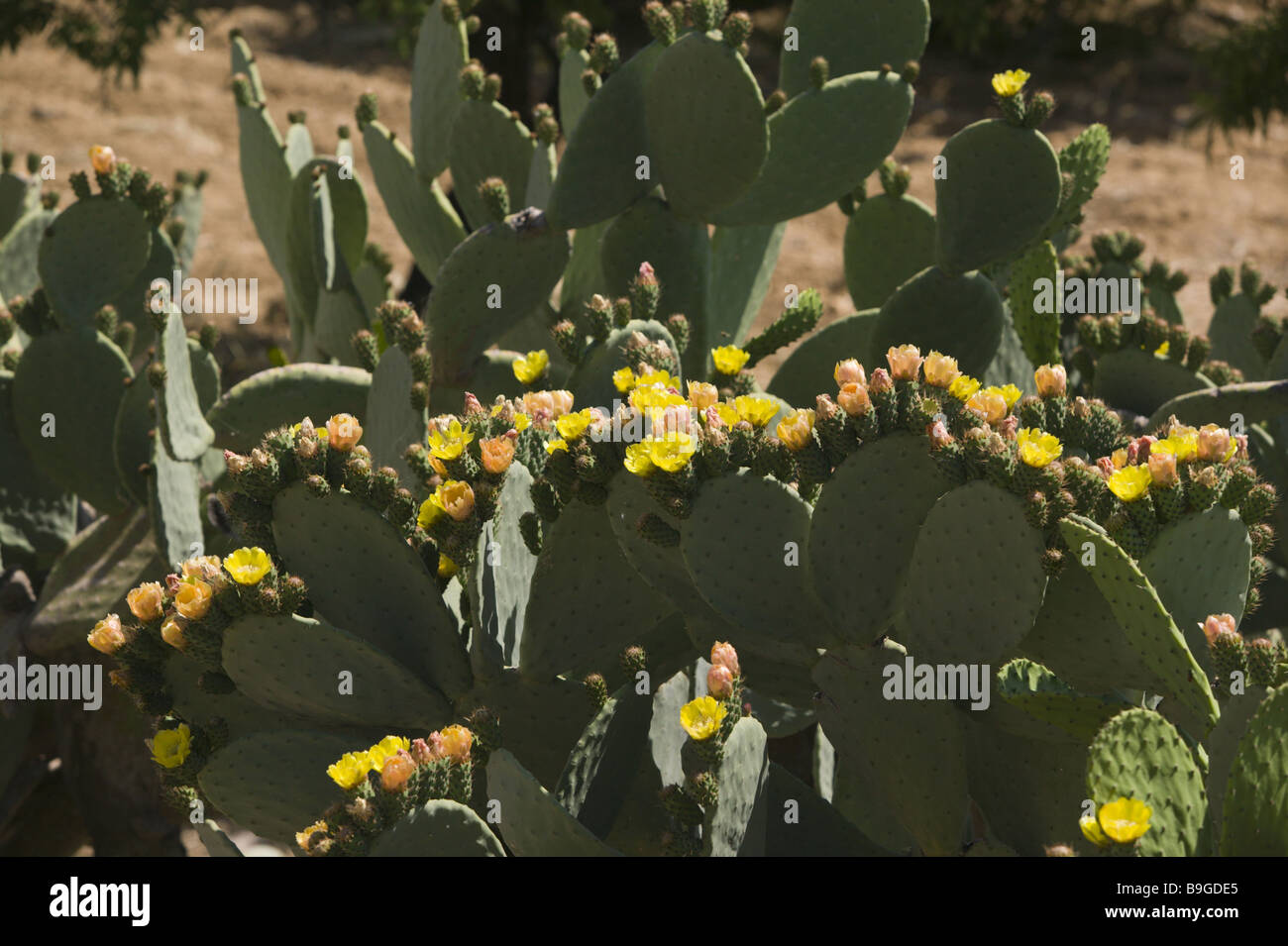 Fig-cactus detail blooming Mediterranean-area is in store cactus-plant ...