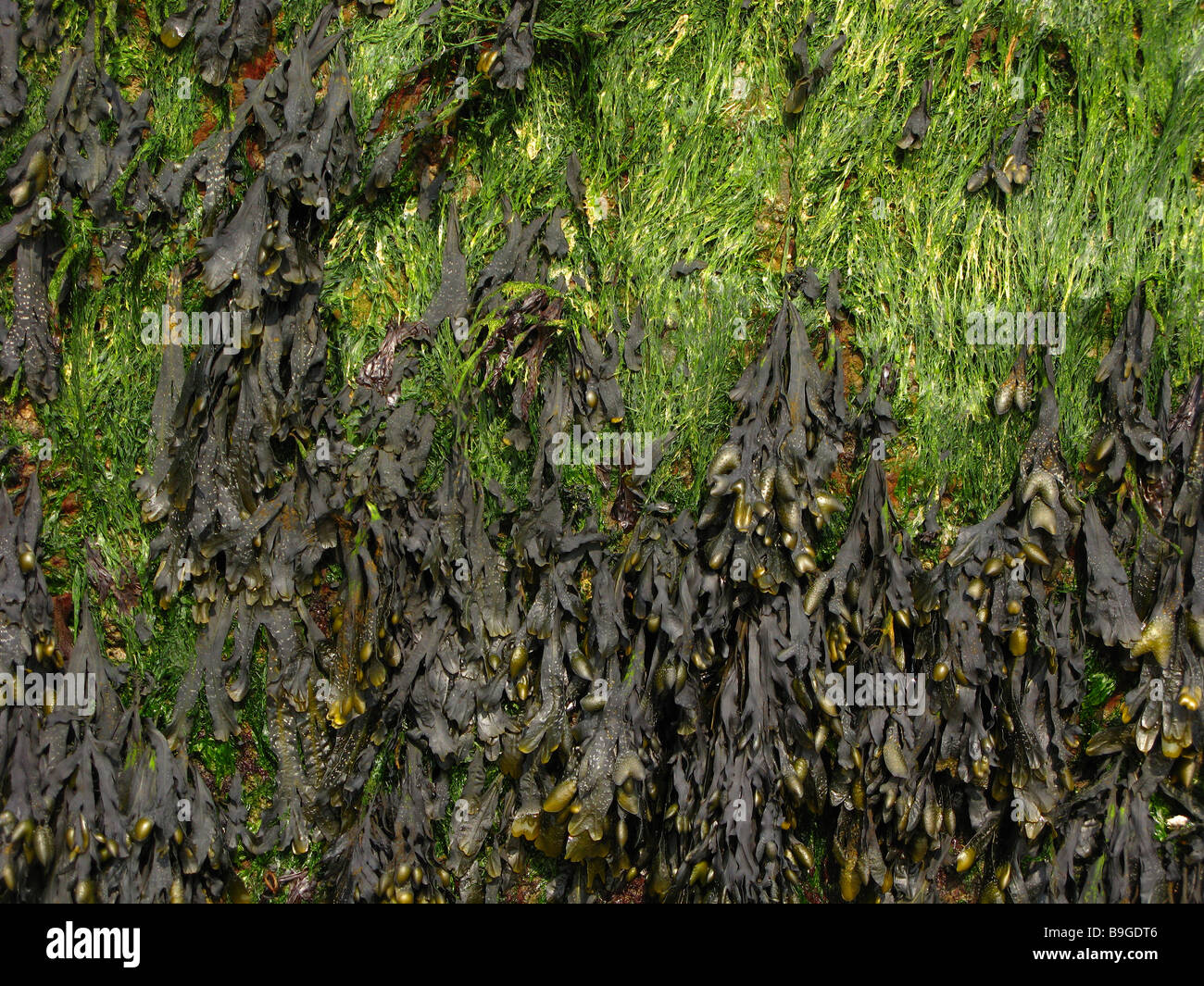 Close up seaweed landscape Stock Photo - Alamy