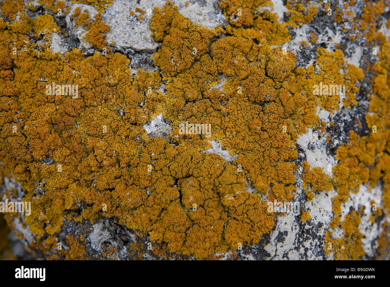 Stone lichens close-up Stock Photo - Alamy