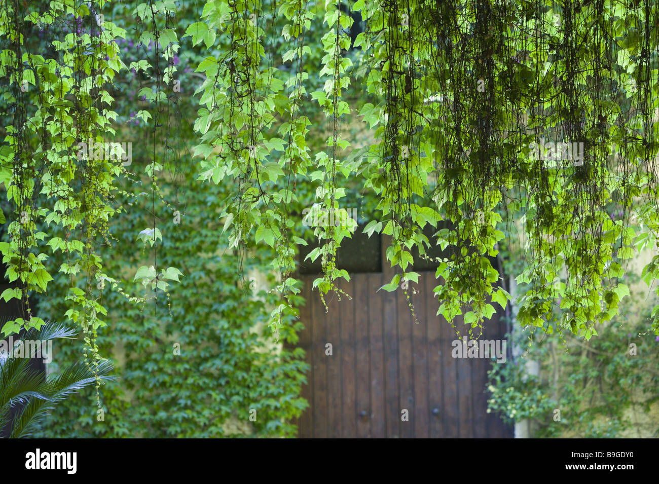 Wood-gate climbing plants detail series garden gate wooden plants ...