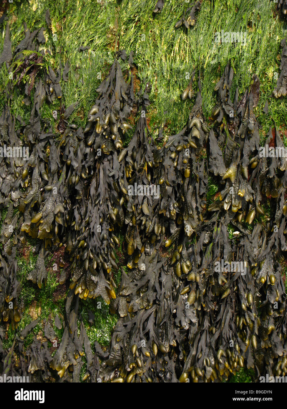 Close up seaweed portrait Stock Photo - Alamy
