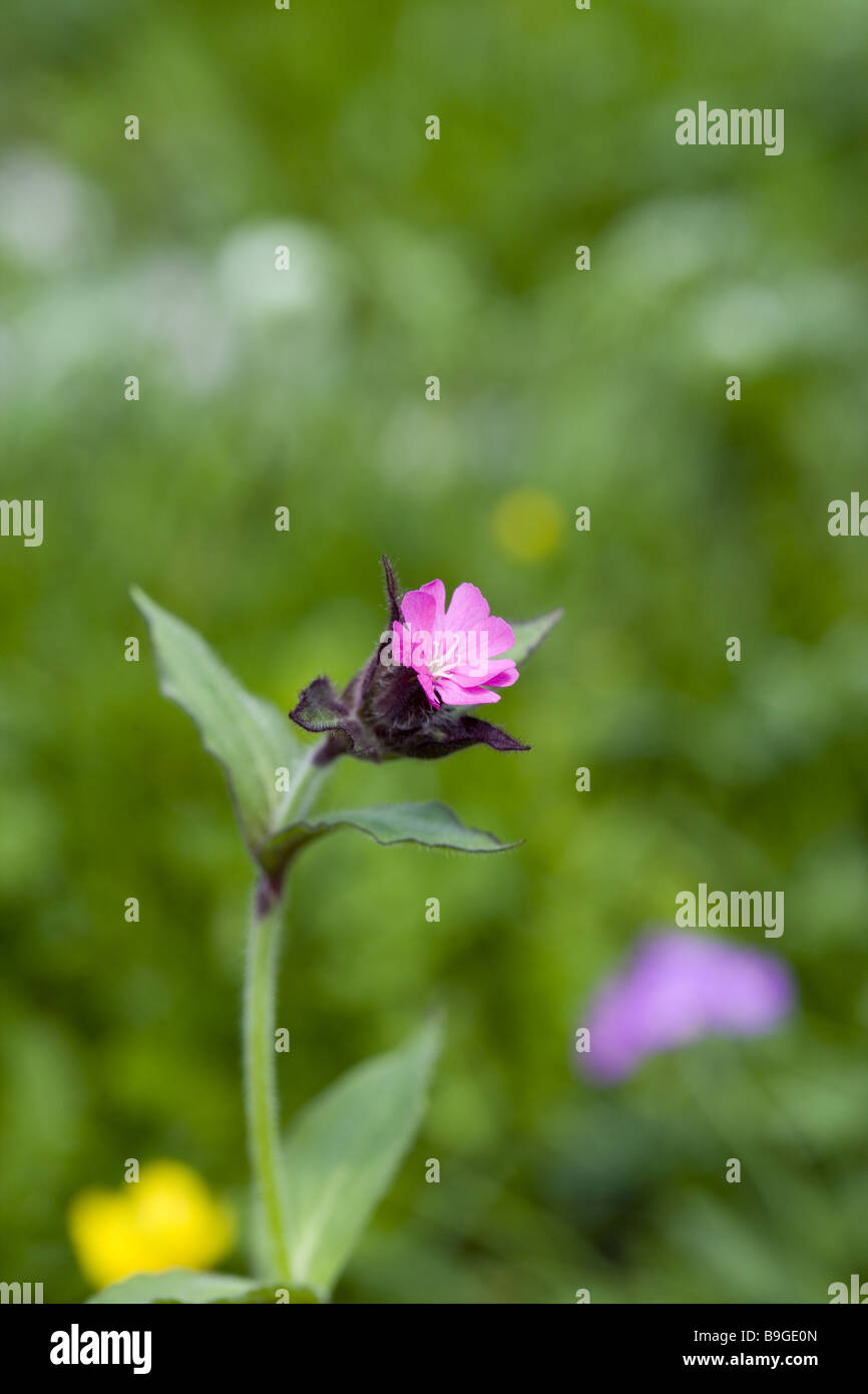 alpine flowers forest-carnation Silene dioeca Stock Photo - Alamy