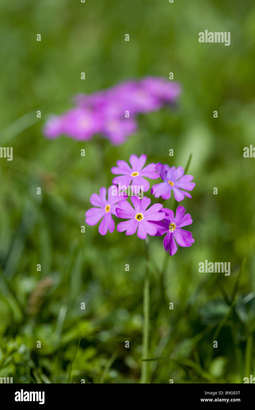 alpine flowers flour-primrose Primula farinosa Stock Photo - Alamy