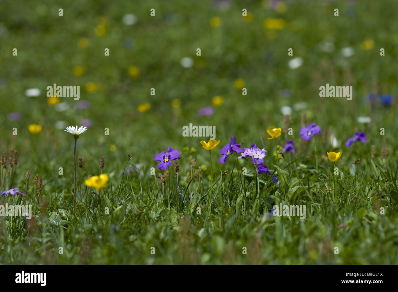 Alpine pansies hi-res stock photography and images - Alamy