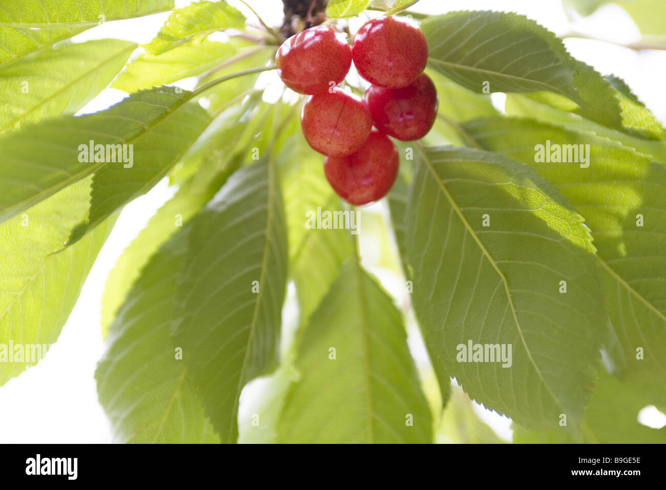 Cherry tree cherries Stock Photo - Alamy