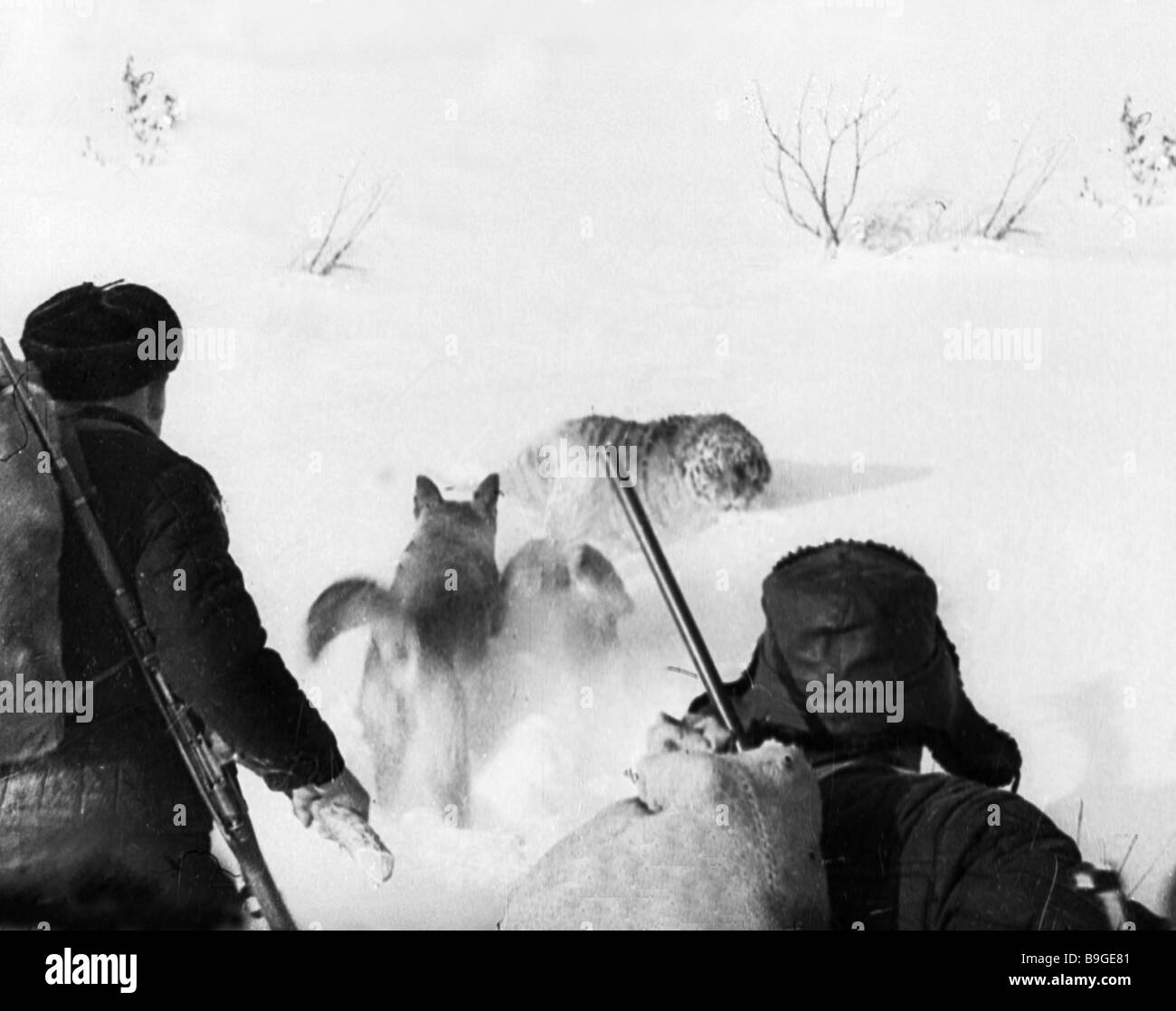 Hunting for a tiger Stock Photo - Alamy