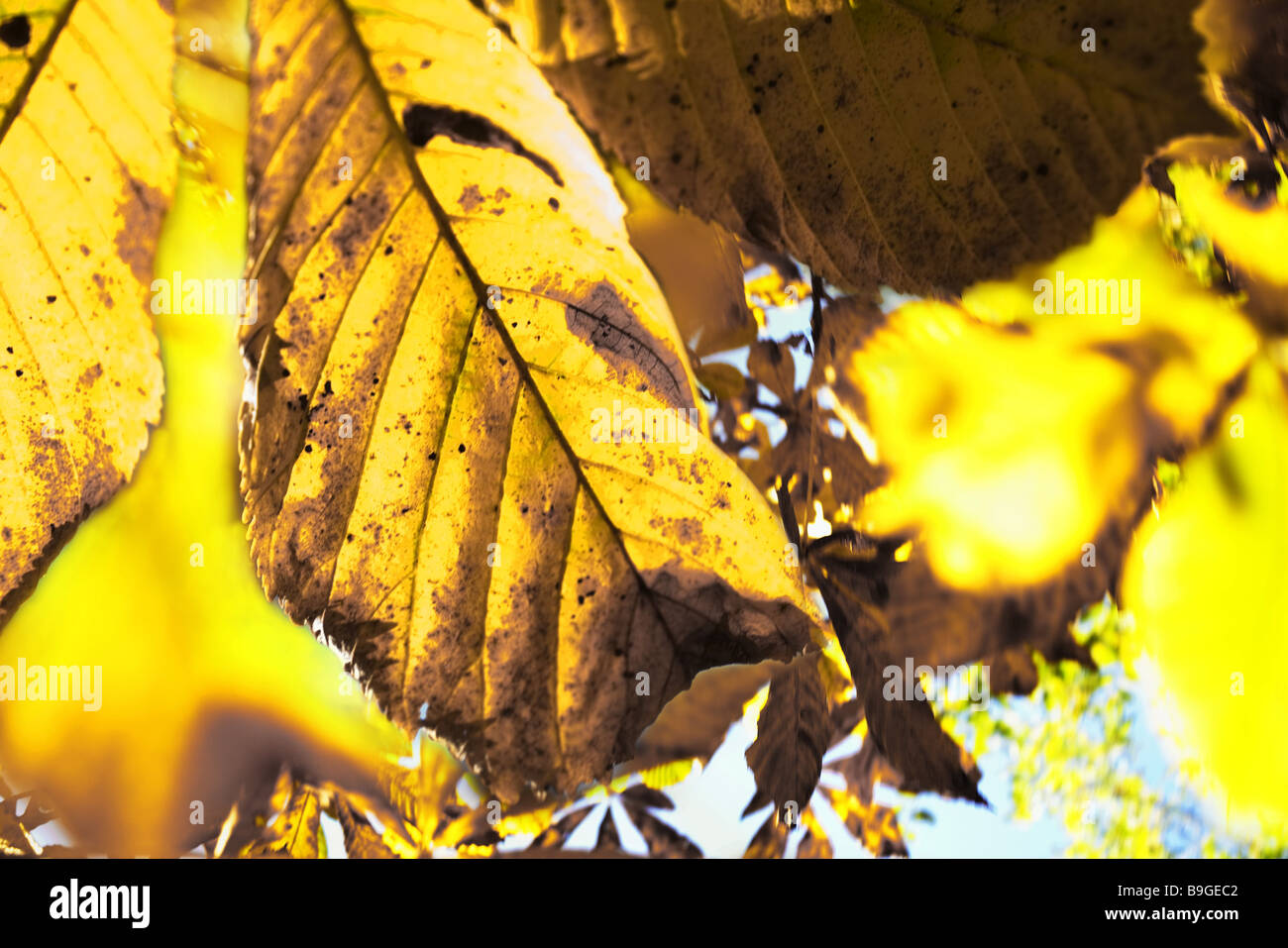 Fall leaves close-up Stock Photo - Alamy