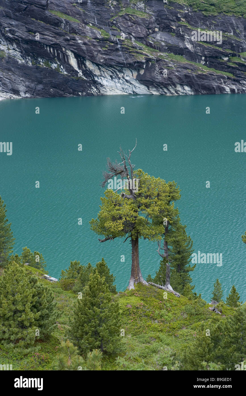 Switzerland Graubünden Valser Valley Val Zevreila-Lake tree Arve Pinus ...