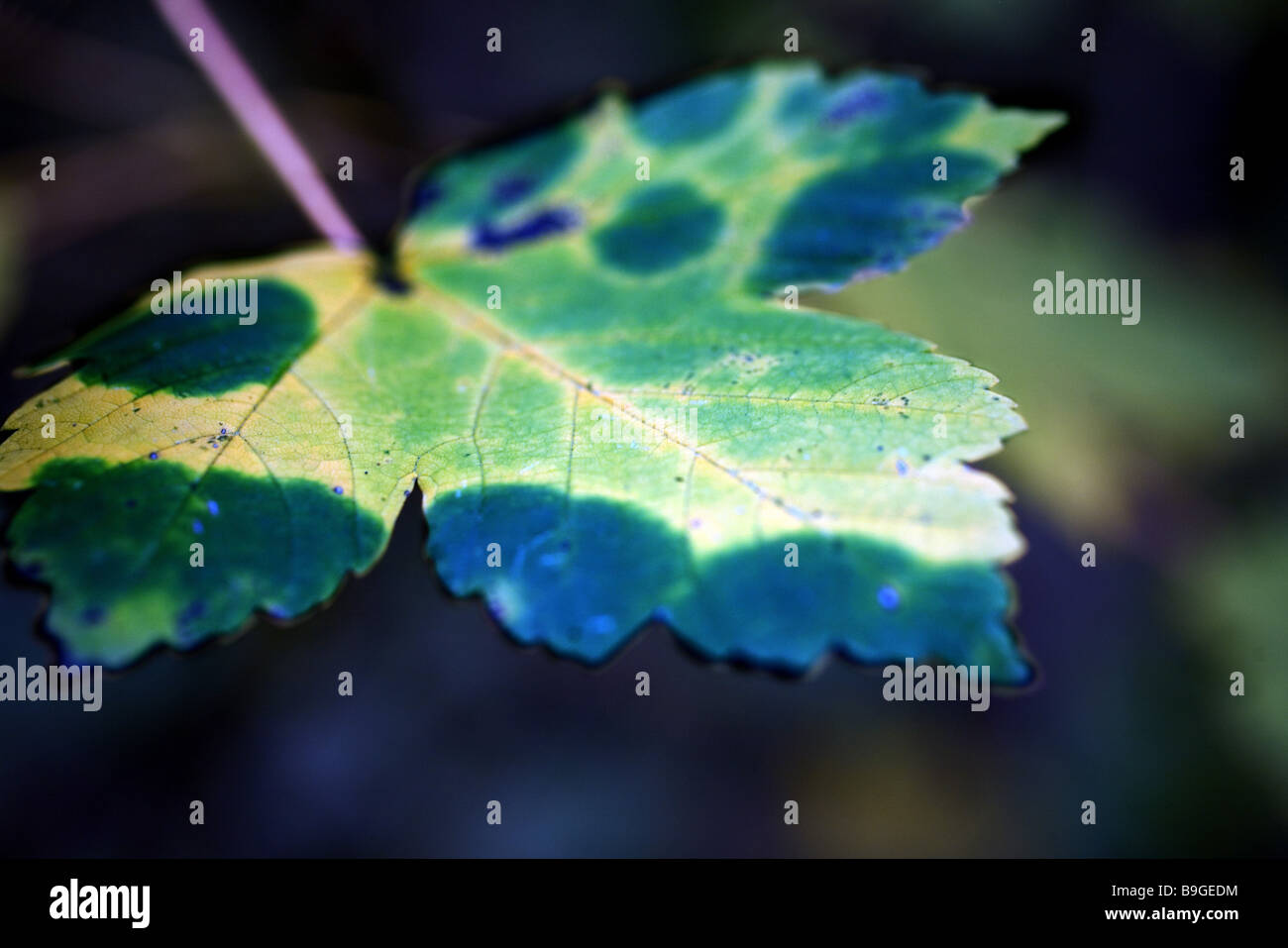 Fall leaf close-up Stock Photo - Alamy