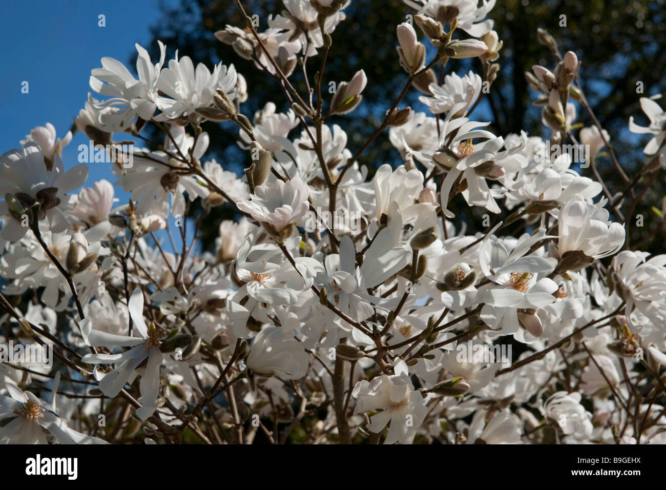 Magnoliaceae Magnolia stellata at Mount Edgecombe Park, Cornwall Stock ...