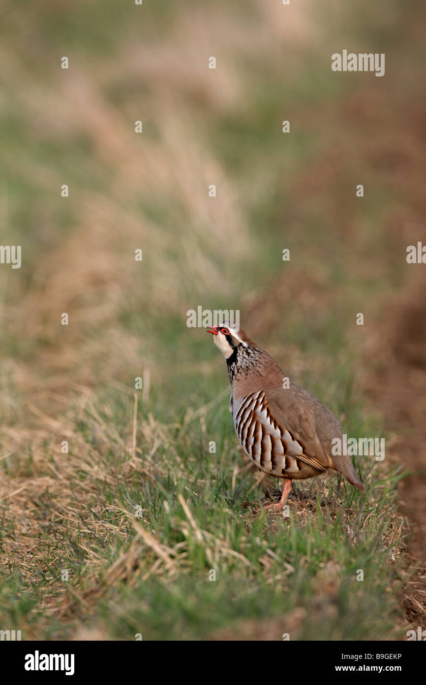 Red-legged Partridge Alectoris rufa Stock Photo - Alamy