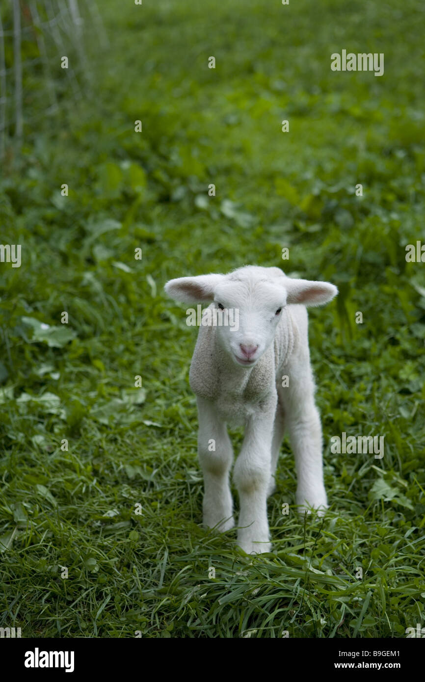 Meadow lamb Alone species-appropriated attention farm gaze neutral ...