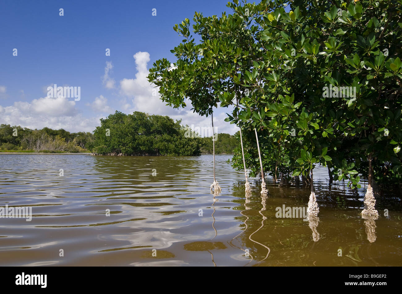 Red mangrove tree prop roots in shallow Mud Lake in back country of ...