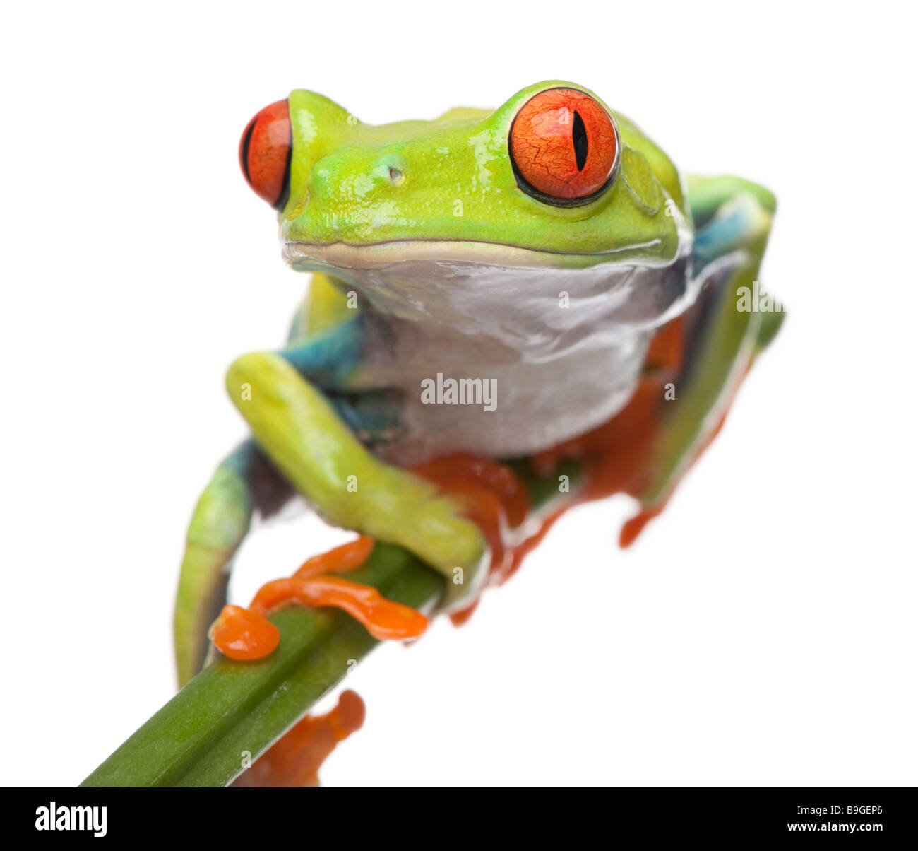 Red eyed Tree Frog Agalychnis callidryas in front of a white Stock ...