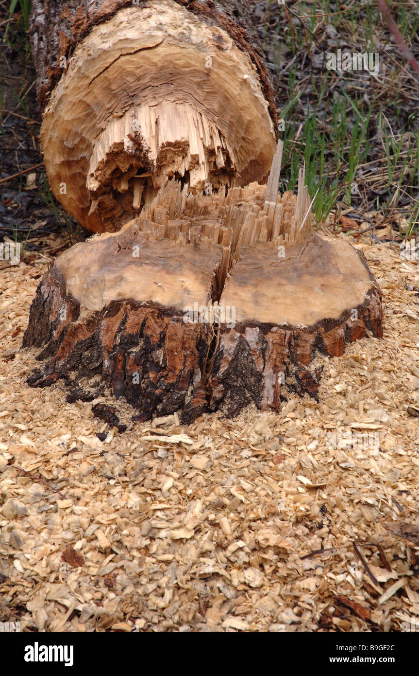 Tree pleases gnawed off bite marks hourglass-form beaver-damage rodents ...