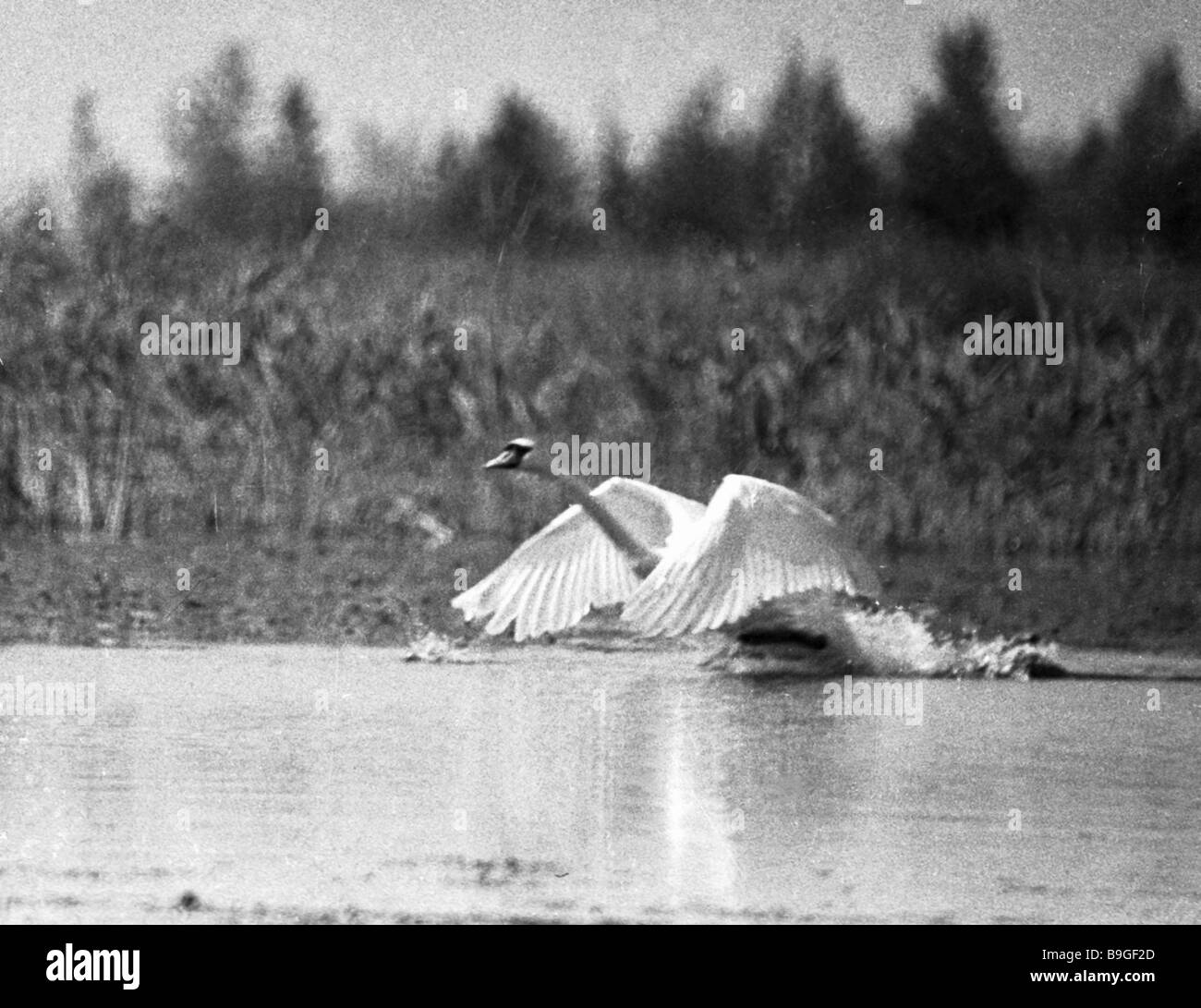 Swan takes off at Lake Zuvintas nature preserve Stock Photo - Alamy