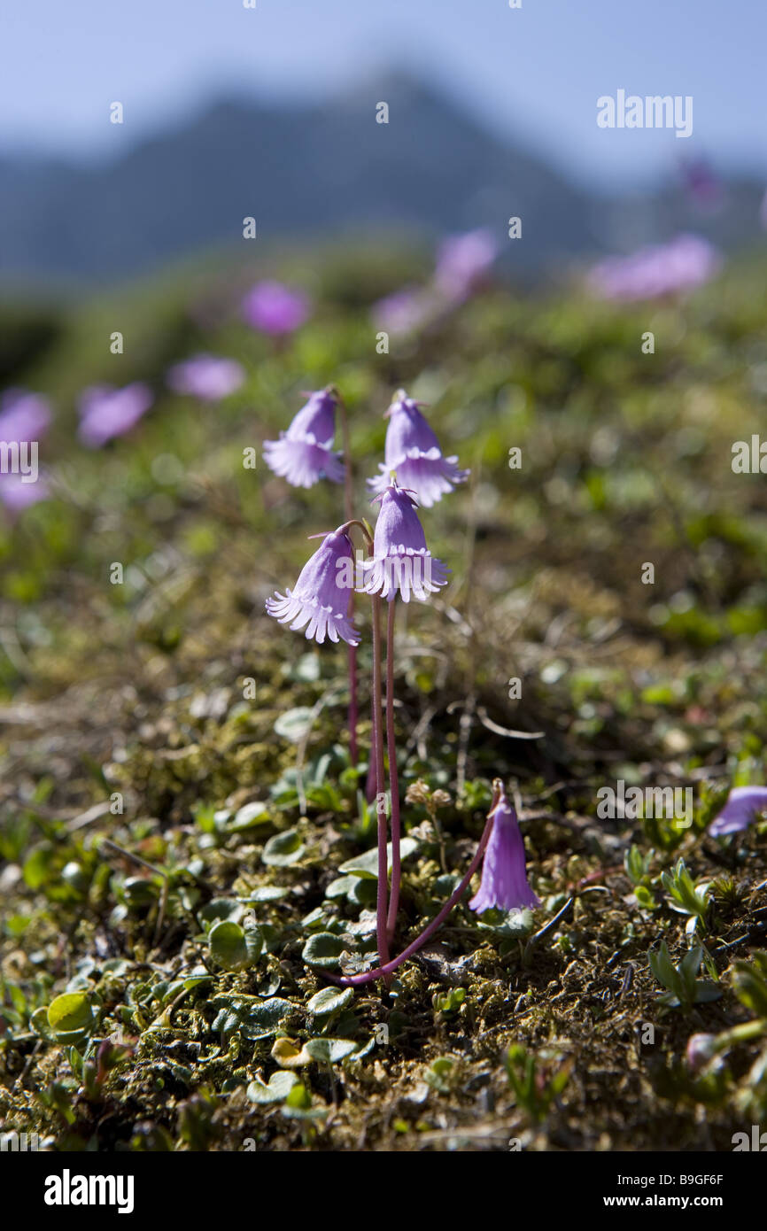 alpine flowers snowbell Soldanella alpina Albula-pass alps alpine ...