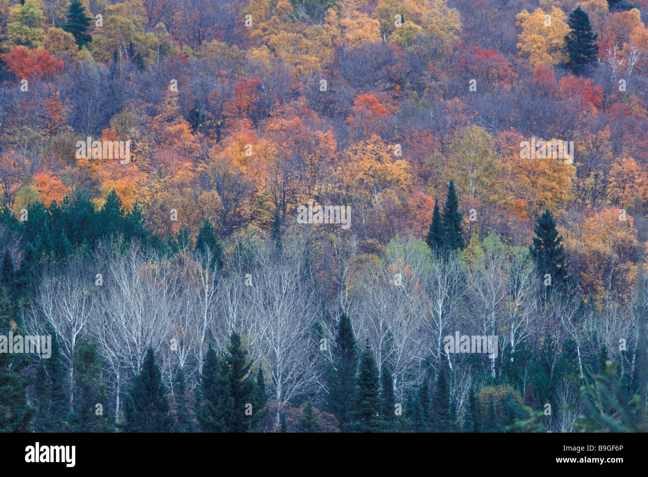 Sawbill Trail in Superior National Forest Stock Photo - Alamy