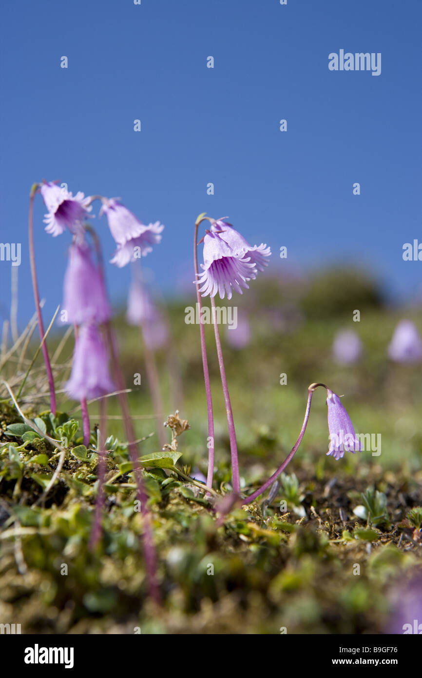 alpine flowers snowbell Soldanella alpina Albula-pass alps alpine ...