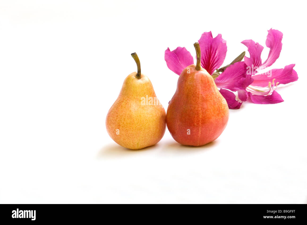 Fresh pears fruits flowers hi-res stock photography and images - Alamy