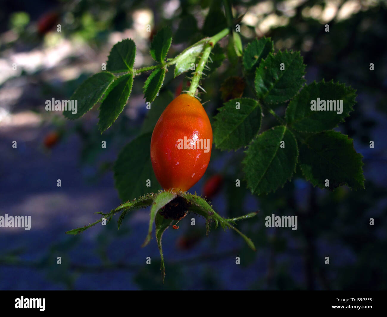 A rose hip, the pomaceous fruit of the rose plant Stock Photo - Alamy