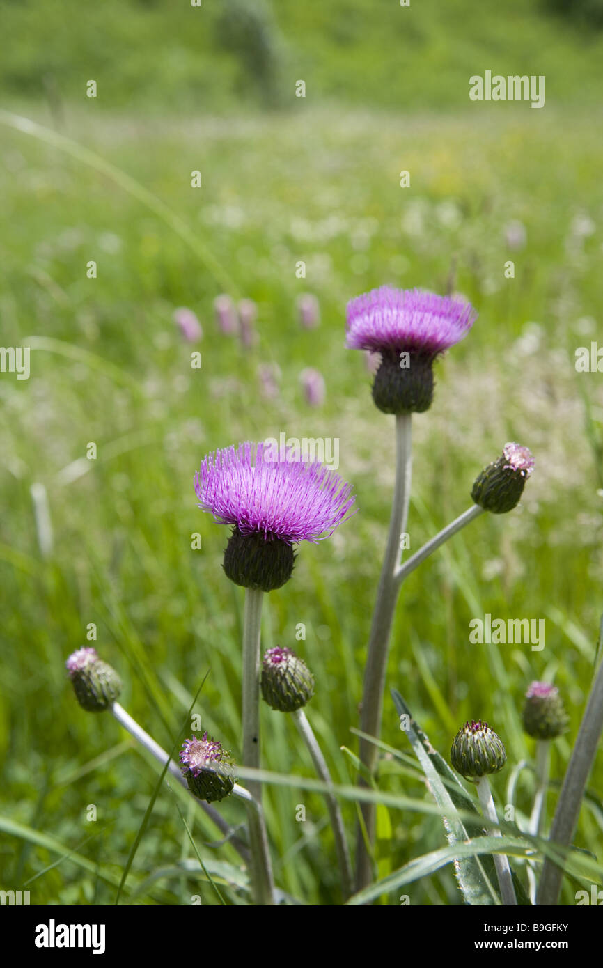 mountain-thistle Carduus defloratus alps alpine flower alpine flowers ...