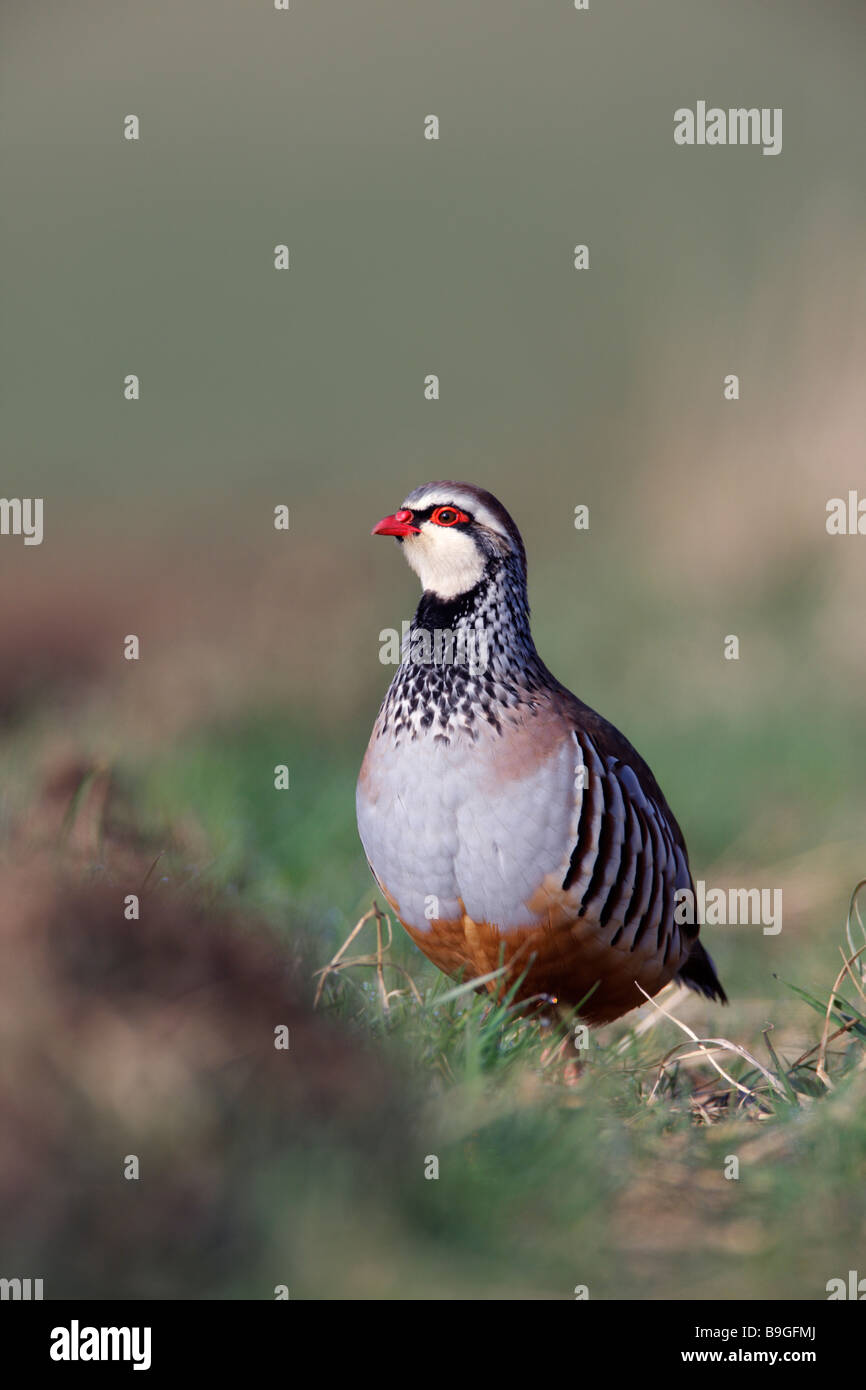 French red legged partridge alectoris hi-res stock photography and ...