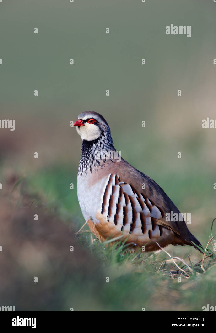 French red legged partridge alectoris hi-res stock photography and ...